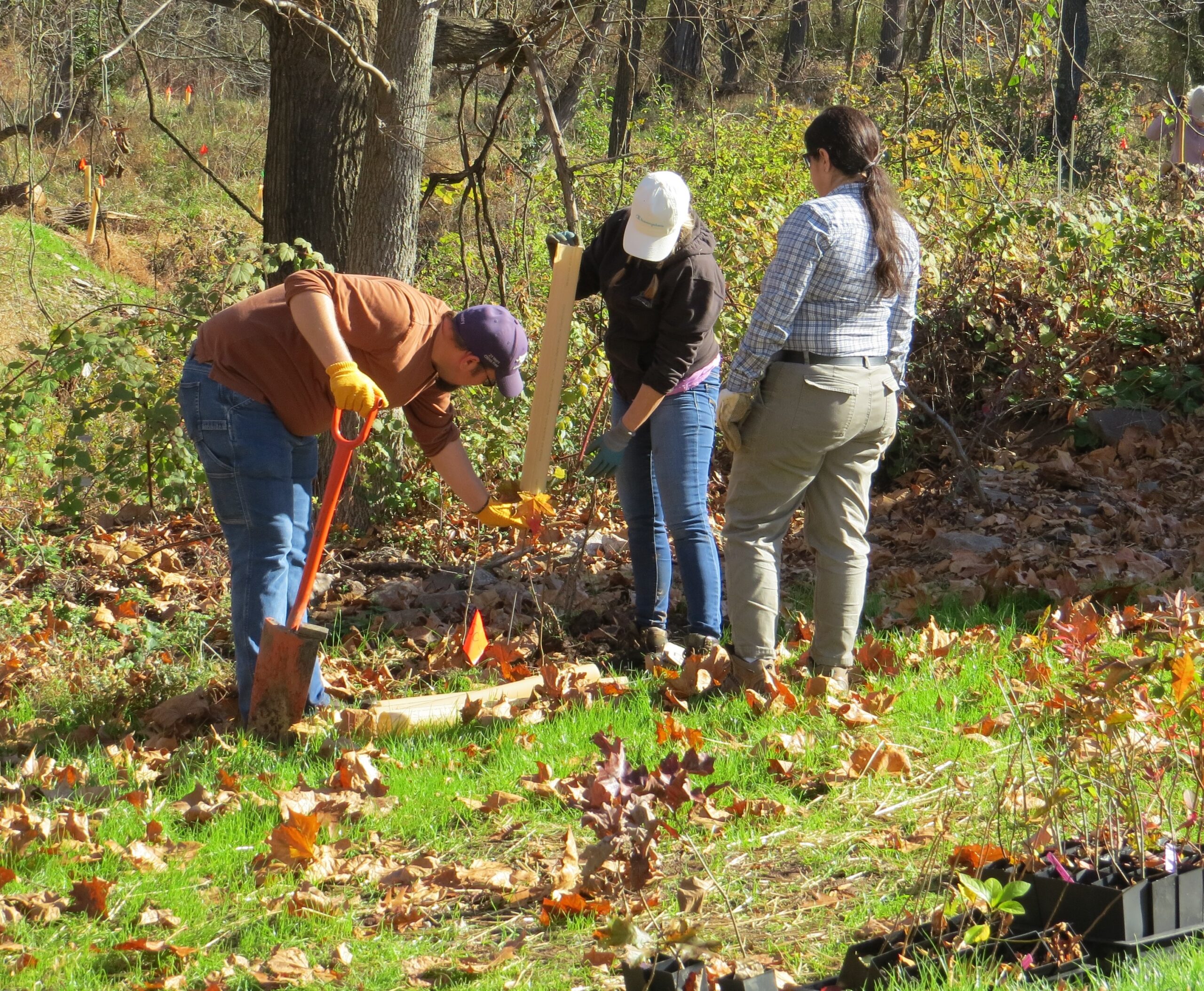 FirstEnergy Volunteers Help Provide Power to Dvoor Farm Tree Planting ...